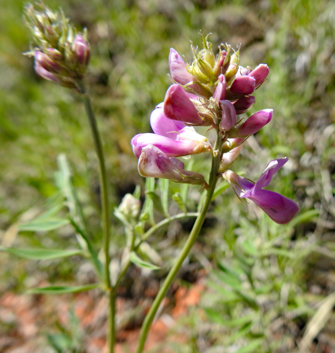 Plants of the Northern Great Plains - Yellowfield Biological Surveys
