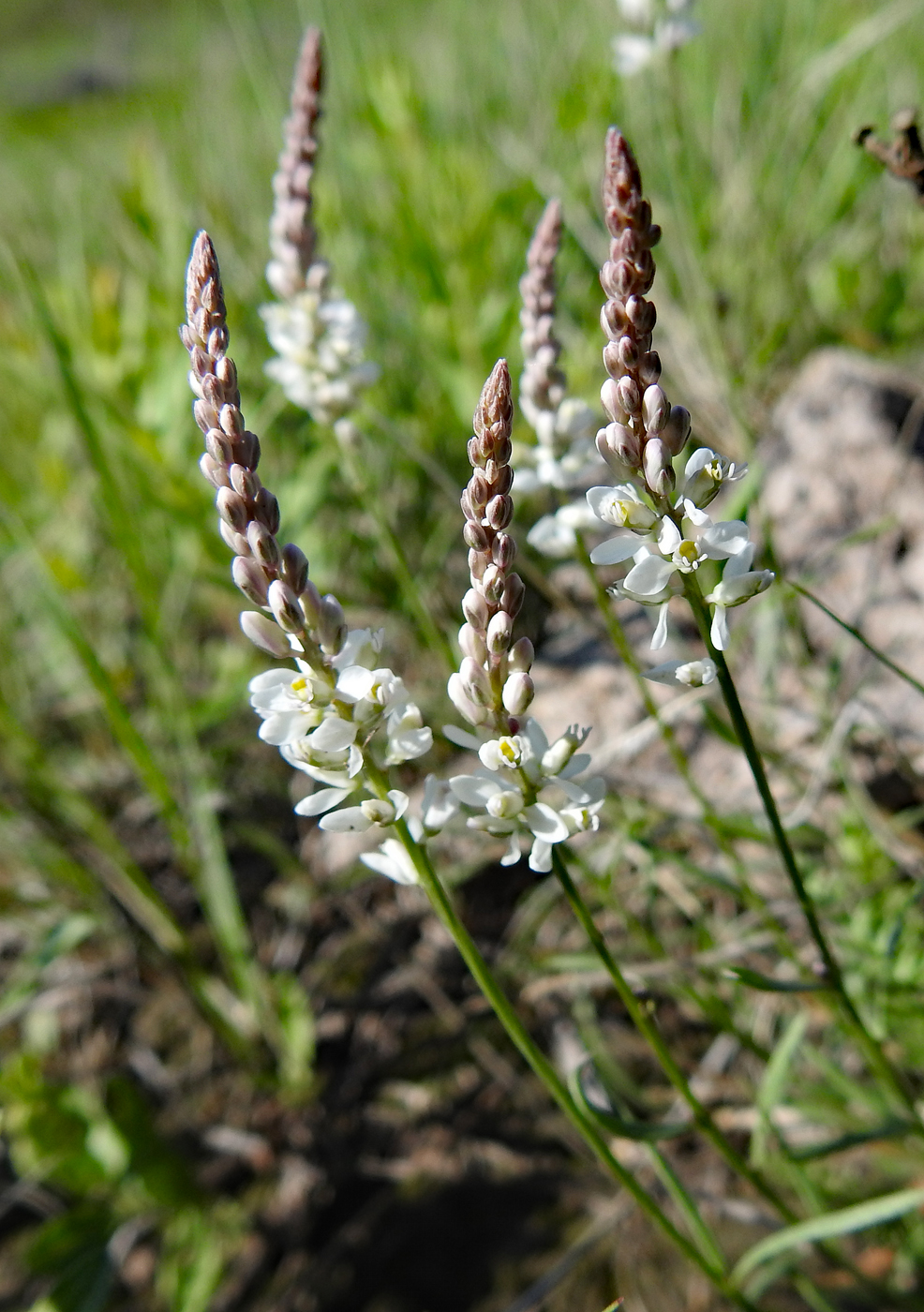 Plants of the Northern Great Plains - Yellowfield Biological Surveys