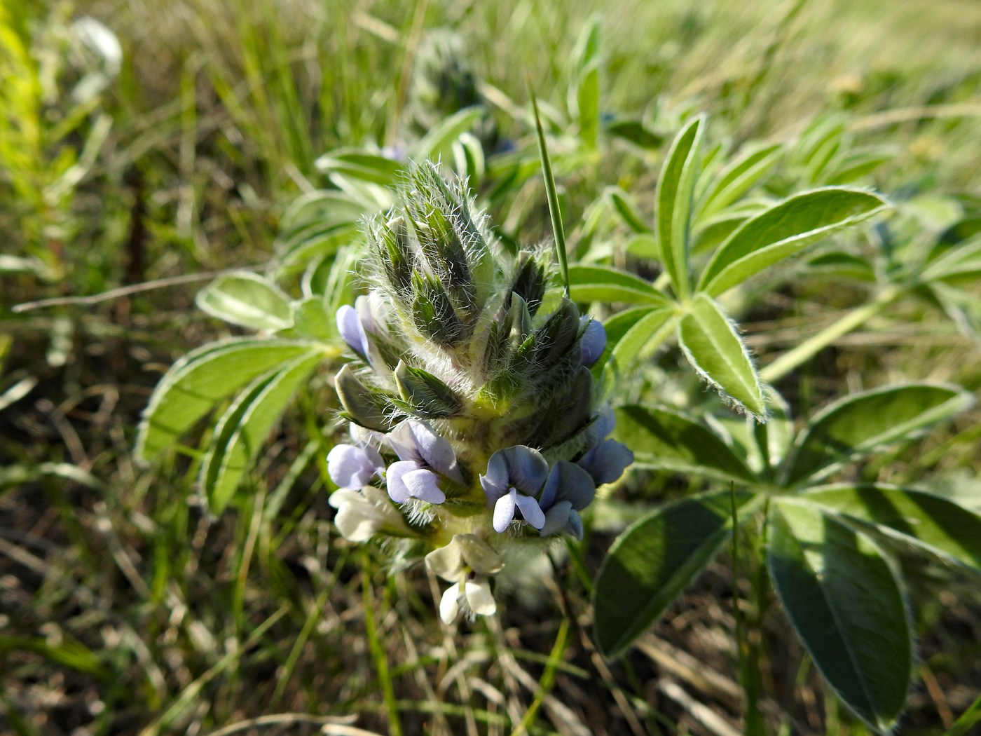 Plants of the Northern Great Plains - Yellowfield Biological Surveys