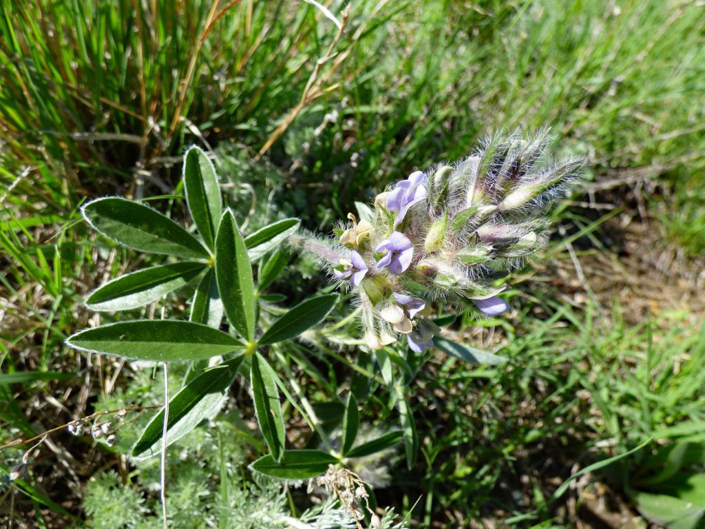 Plants of the Northern Great Plains - Yellowfield Biological Surveys
