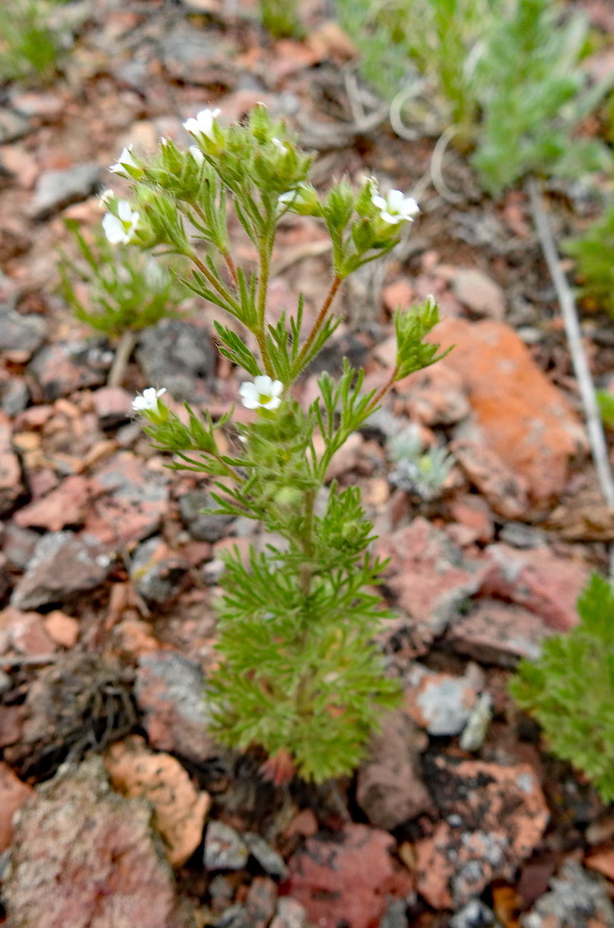 Great Plains Plant Life